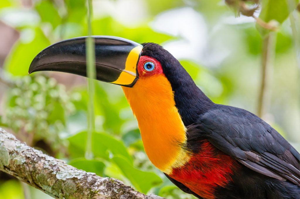 TIJUCA FOREST BIRDS - S2RIO