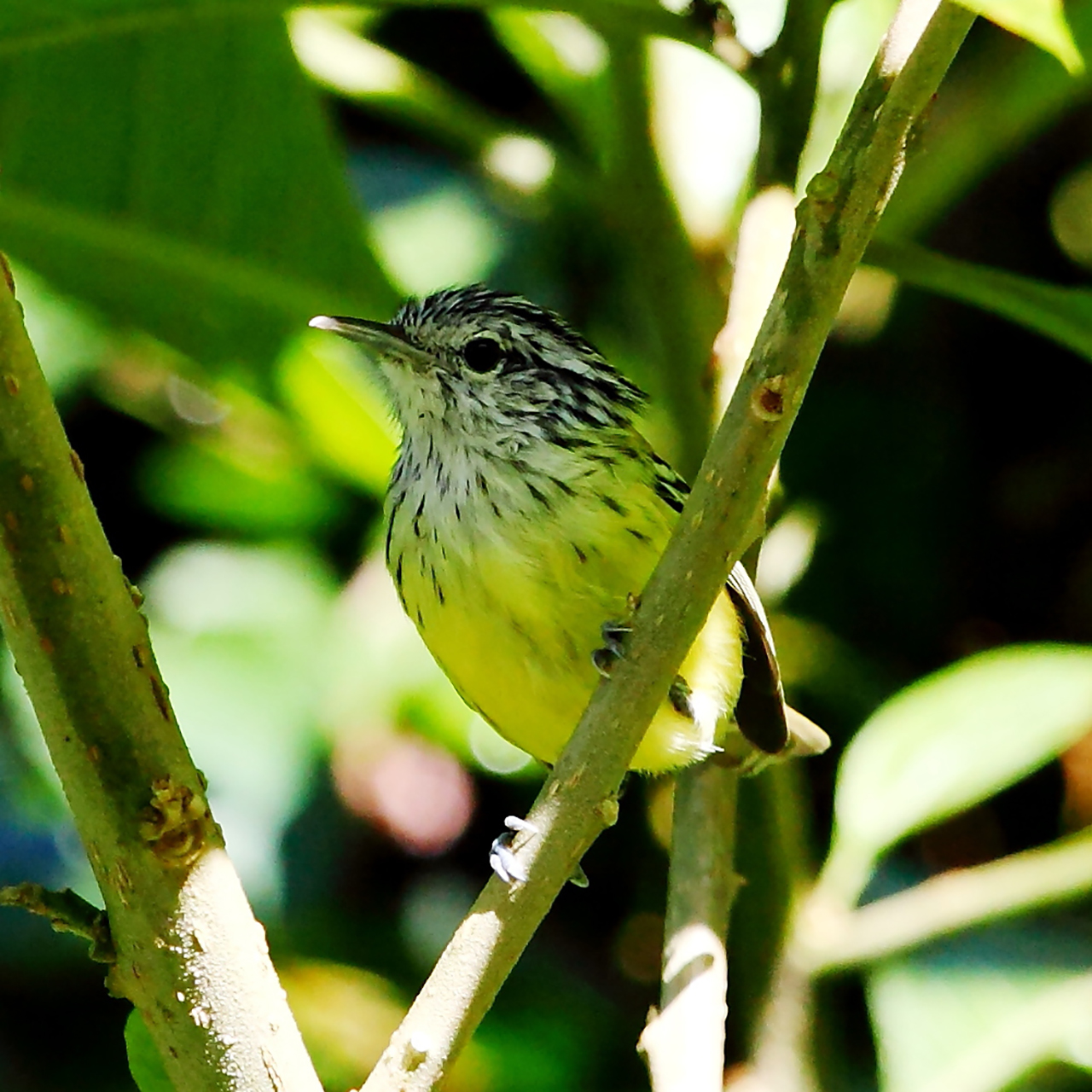 TIJUCA FOREST BIRDS - S2RIO